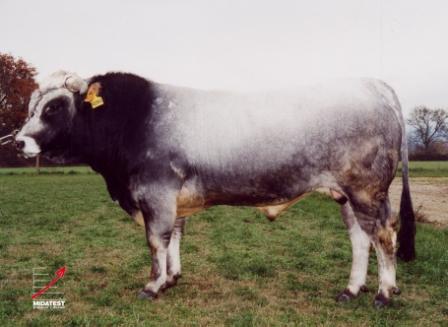 Semen – Gascon Cattle Society