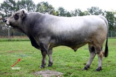 Semen – Gascon Cattle Society